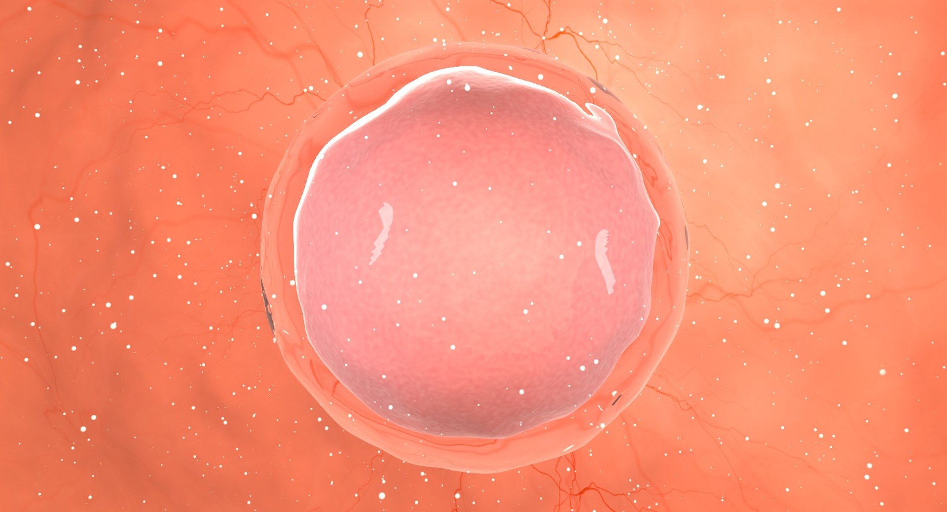 Free 3D Fertilized Egg Cell Model - TurboSquid 1367916