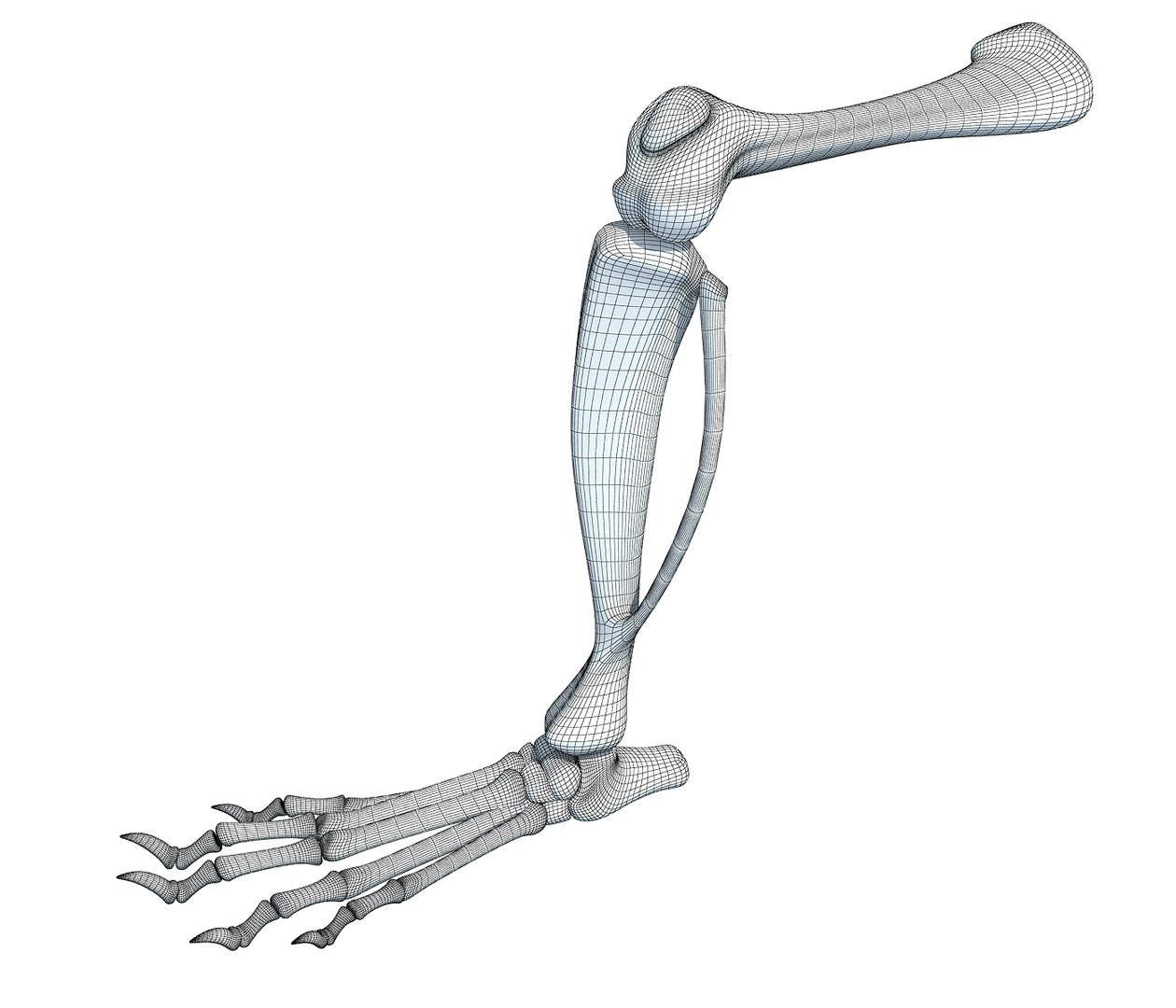3D Animal Leg Skeleton - TurboSquid 1177852