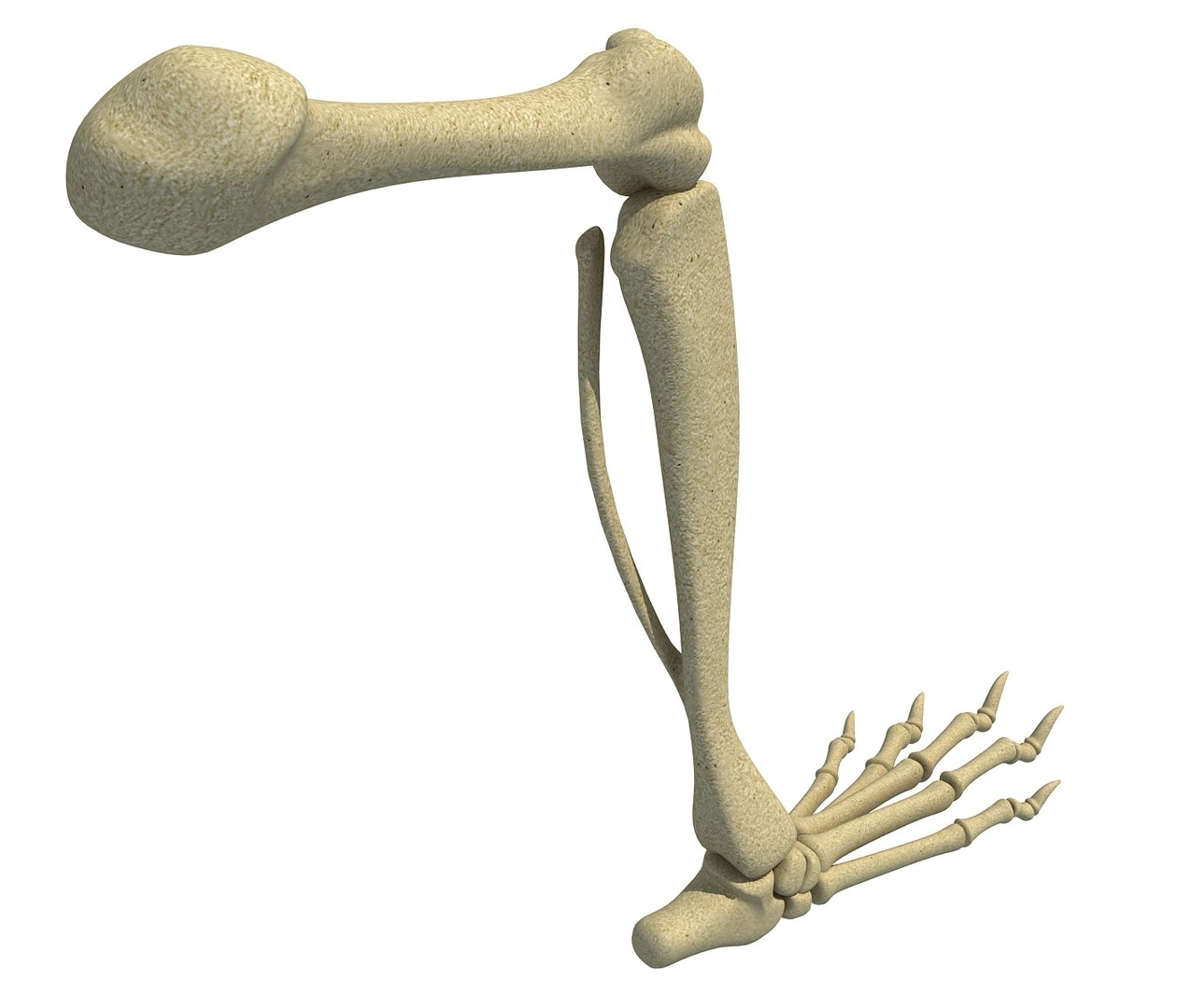 3D Animal Leg Skeleton - TurboSquid 1177852