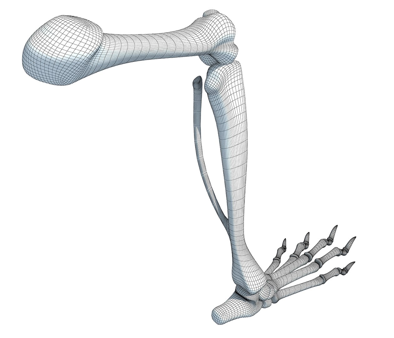 3D Animal Leg Skeleton - TurboSquid 1177852