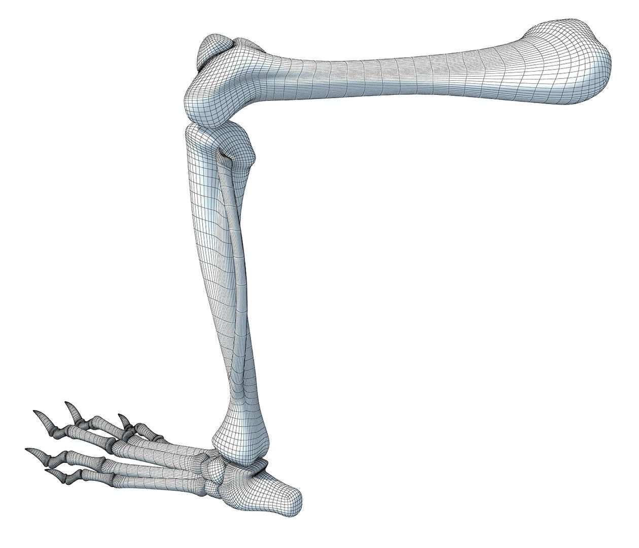 3D Animal Leg Skeleton - TurboSquid 1177852