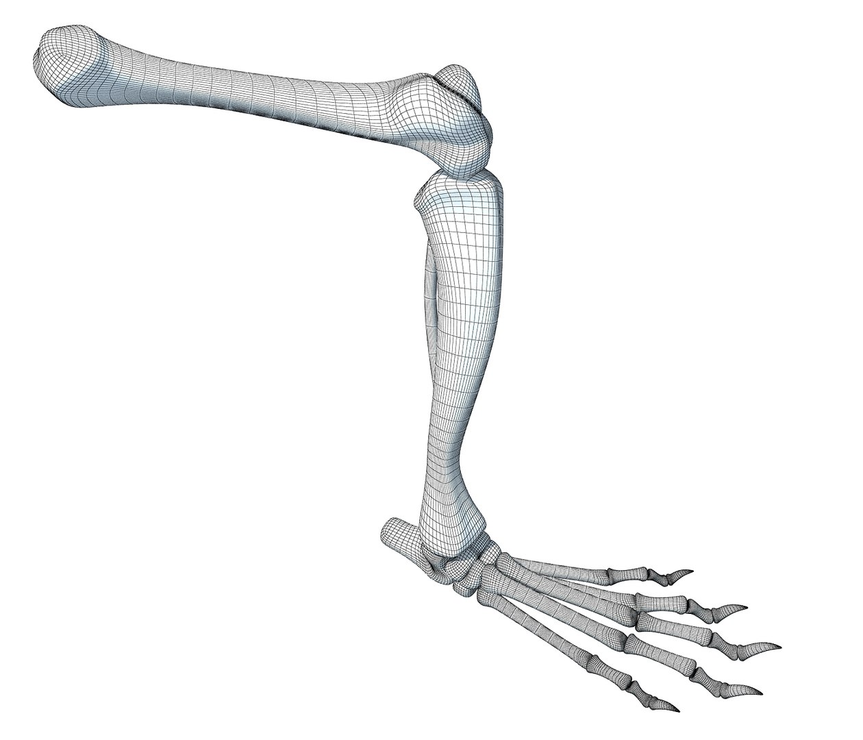 3D Animal Leg Skeleton - TurboSquid 1177852