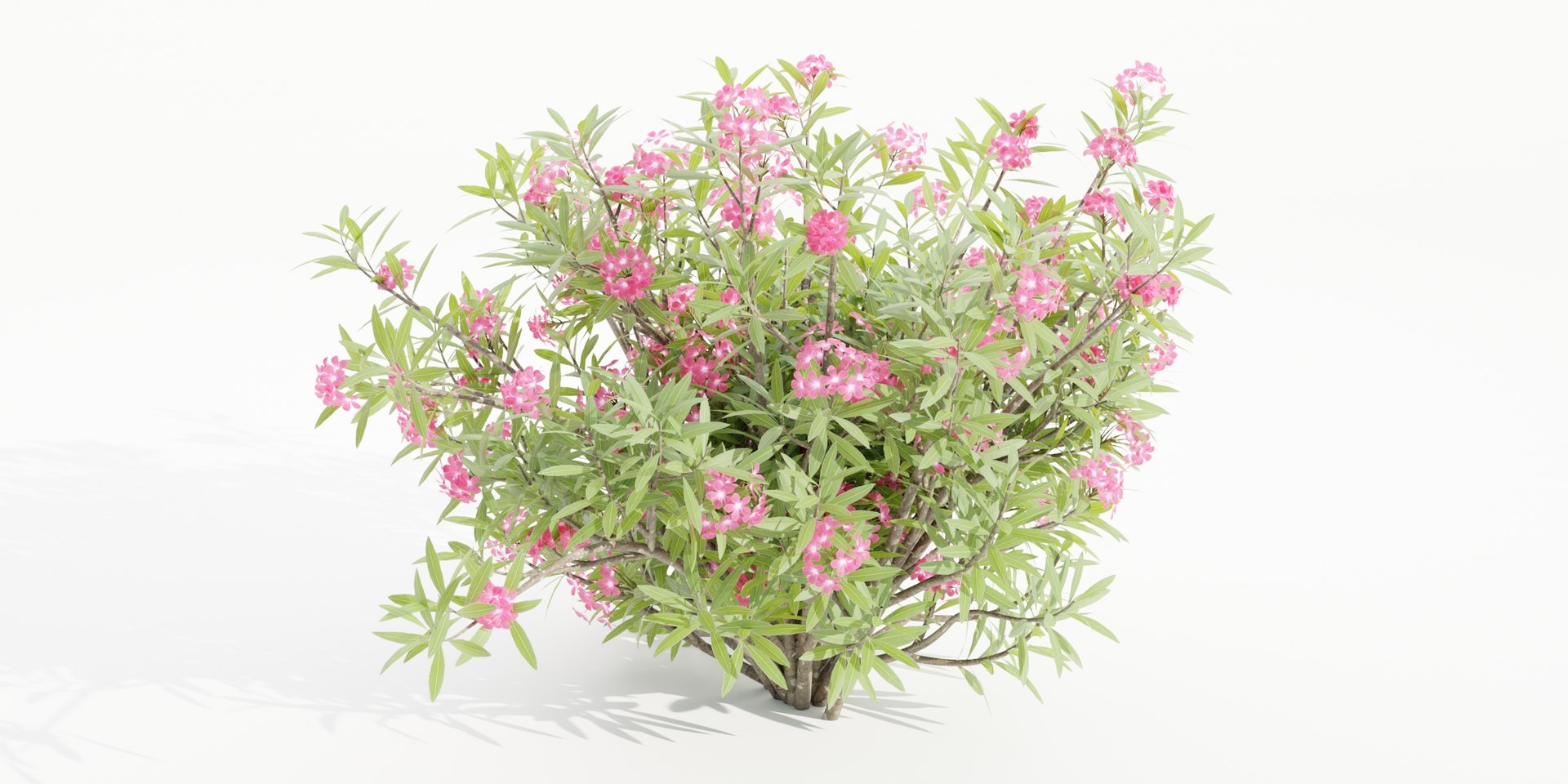 3D Nerium Oleander-Grass Garden Vol 117-Blender Model - TurboSquid 2141696