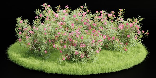 3D Oleander Models | TurboSquid
