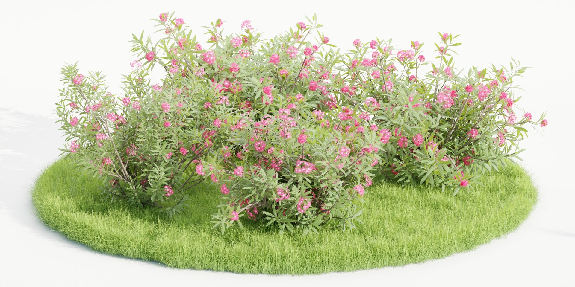3D Nerium Oleander-Grass Garden Vol 117-Blender Model - TurboSquid 2141696