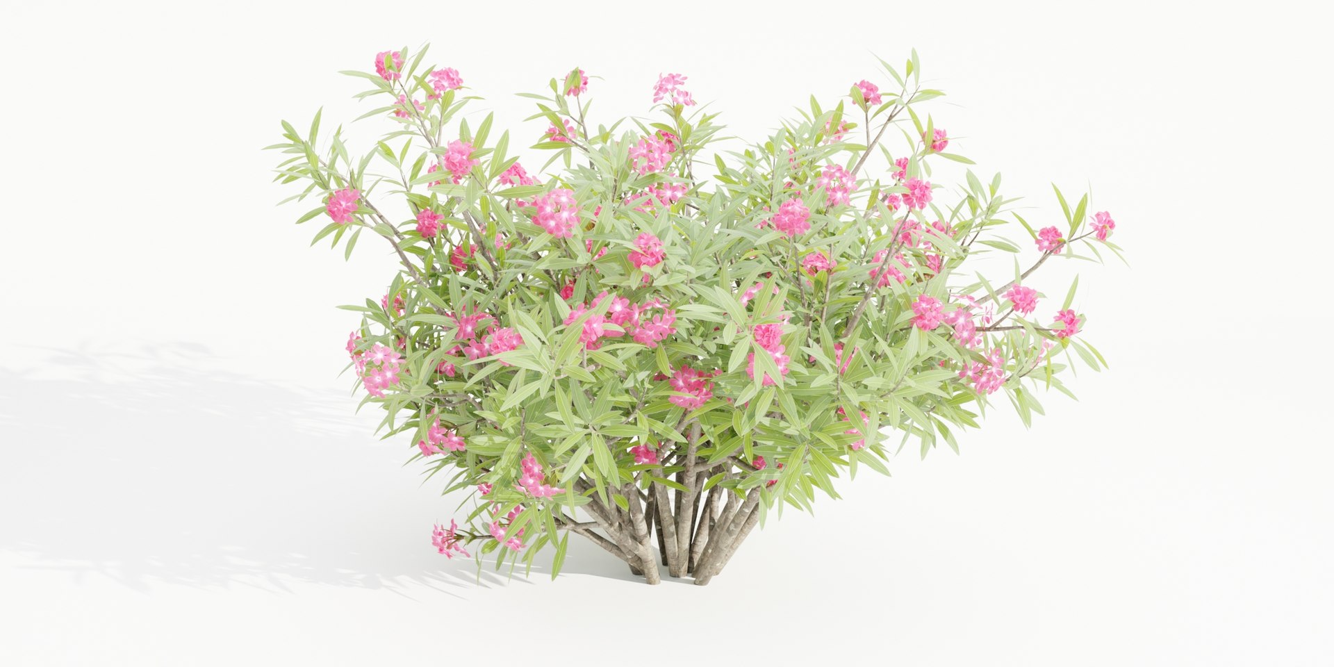 3D Nerium Oleander-Grass Garden Vol 117-Blender Model - TurboSquid 2141696