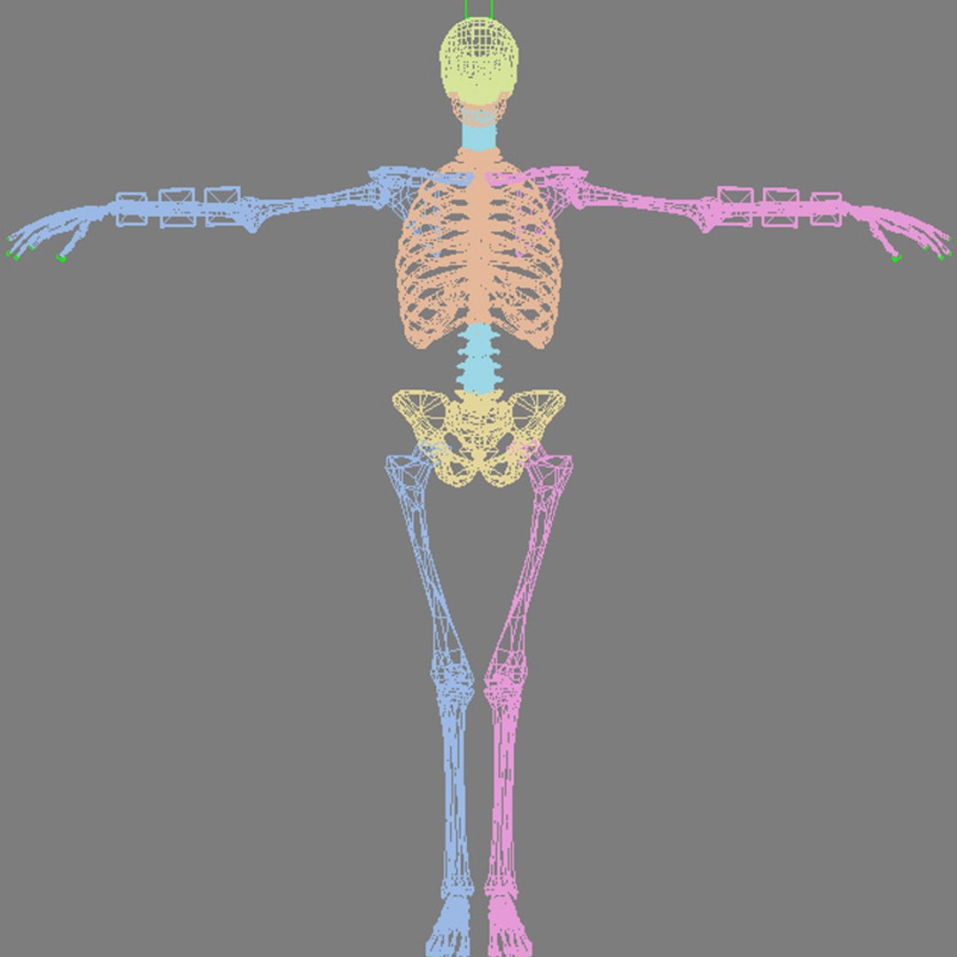 Realistic Skeleton Biped Human 3d Model