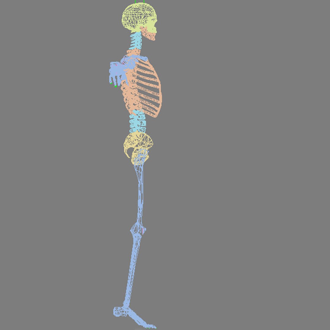 Realistic Skeleton Biped Human 3d Model