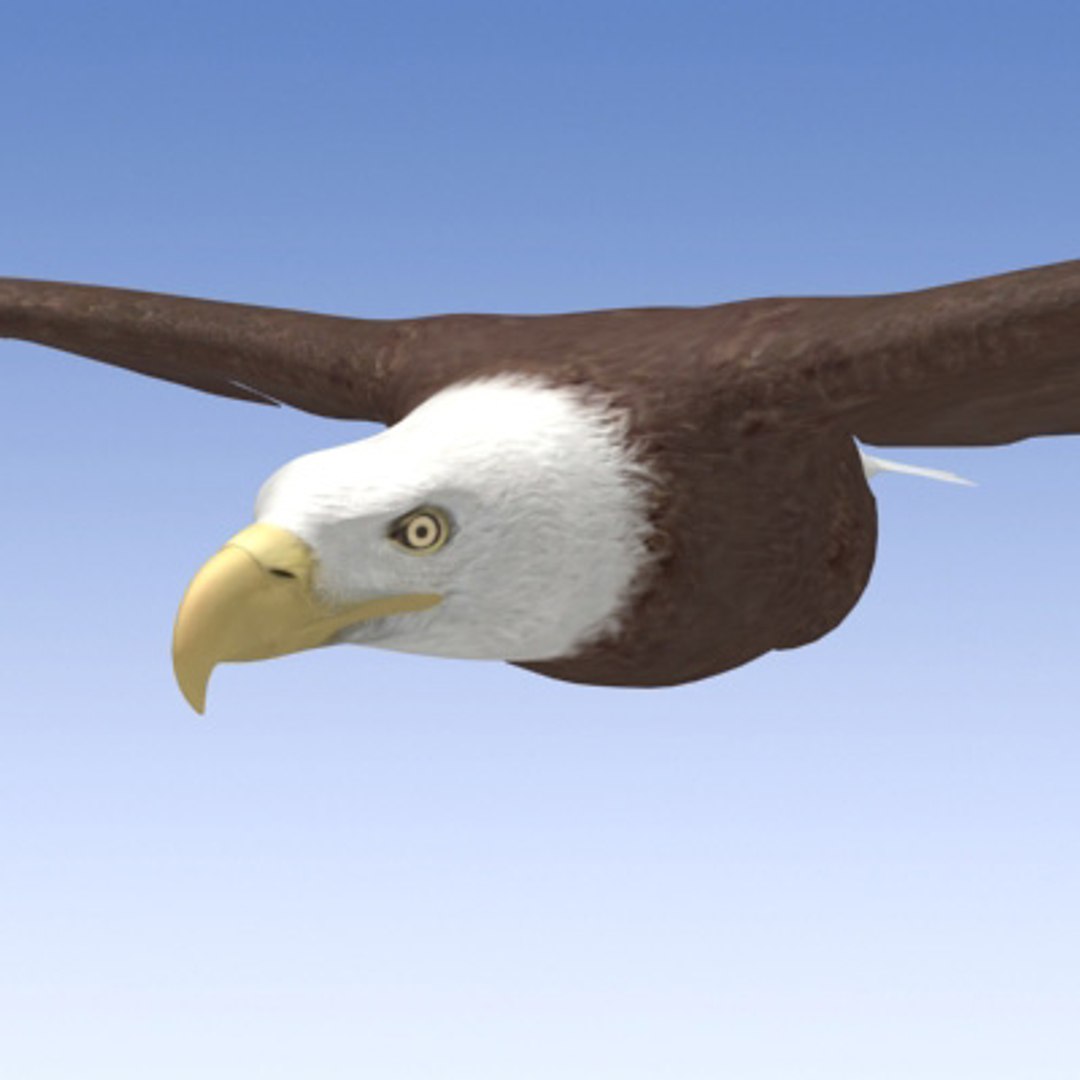 3d Model Of Bald Eagle