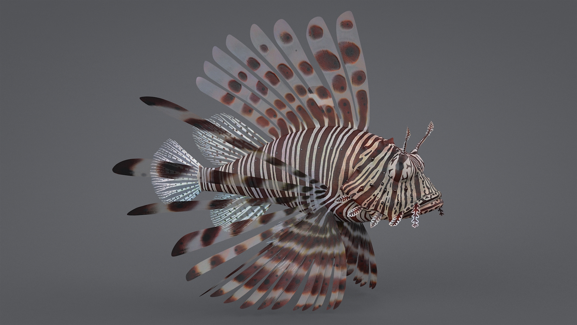 Lionfish Coral Reef Fish Model - TurboSquid 1494087