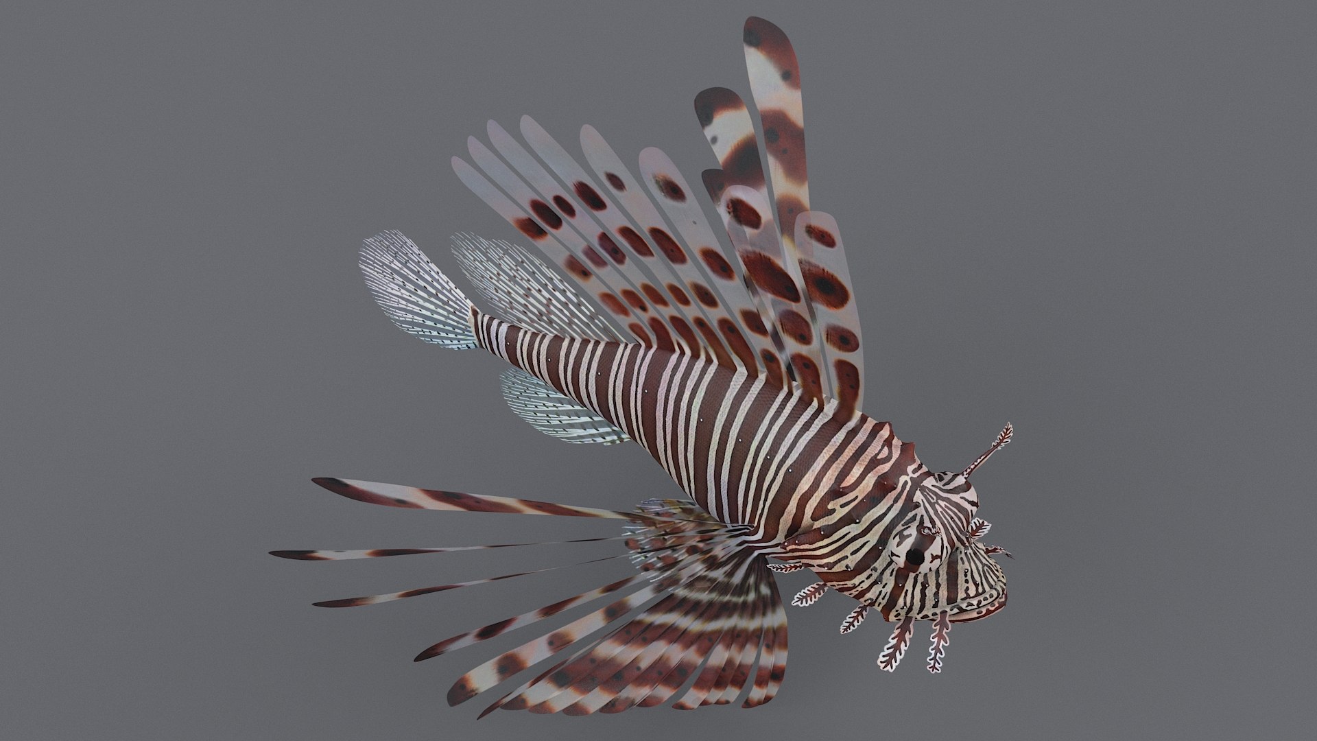 Lionfish Coral Reef Fish Model - TurboSquid 1494087