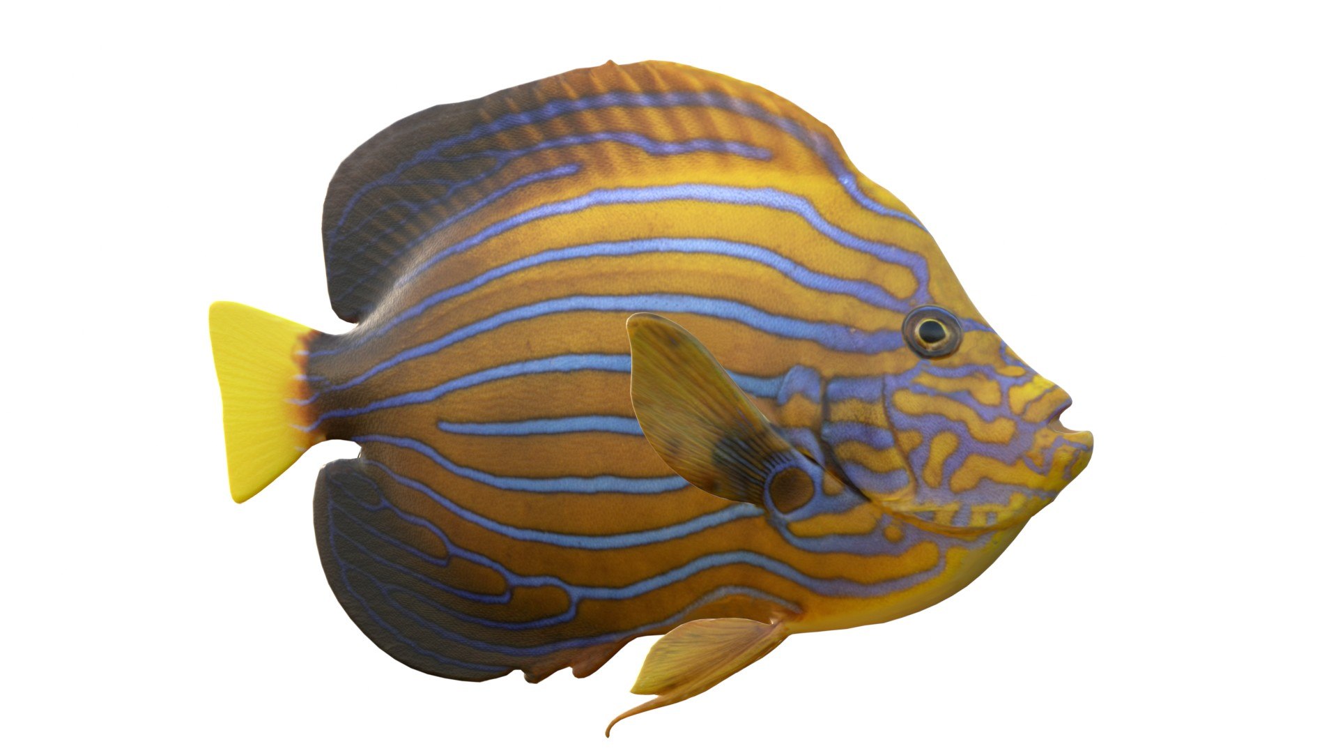 Angelfish Blueline Fish Model - TurboSquid 2512831