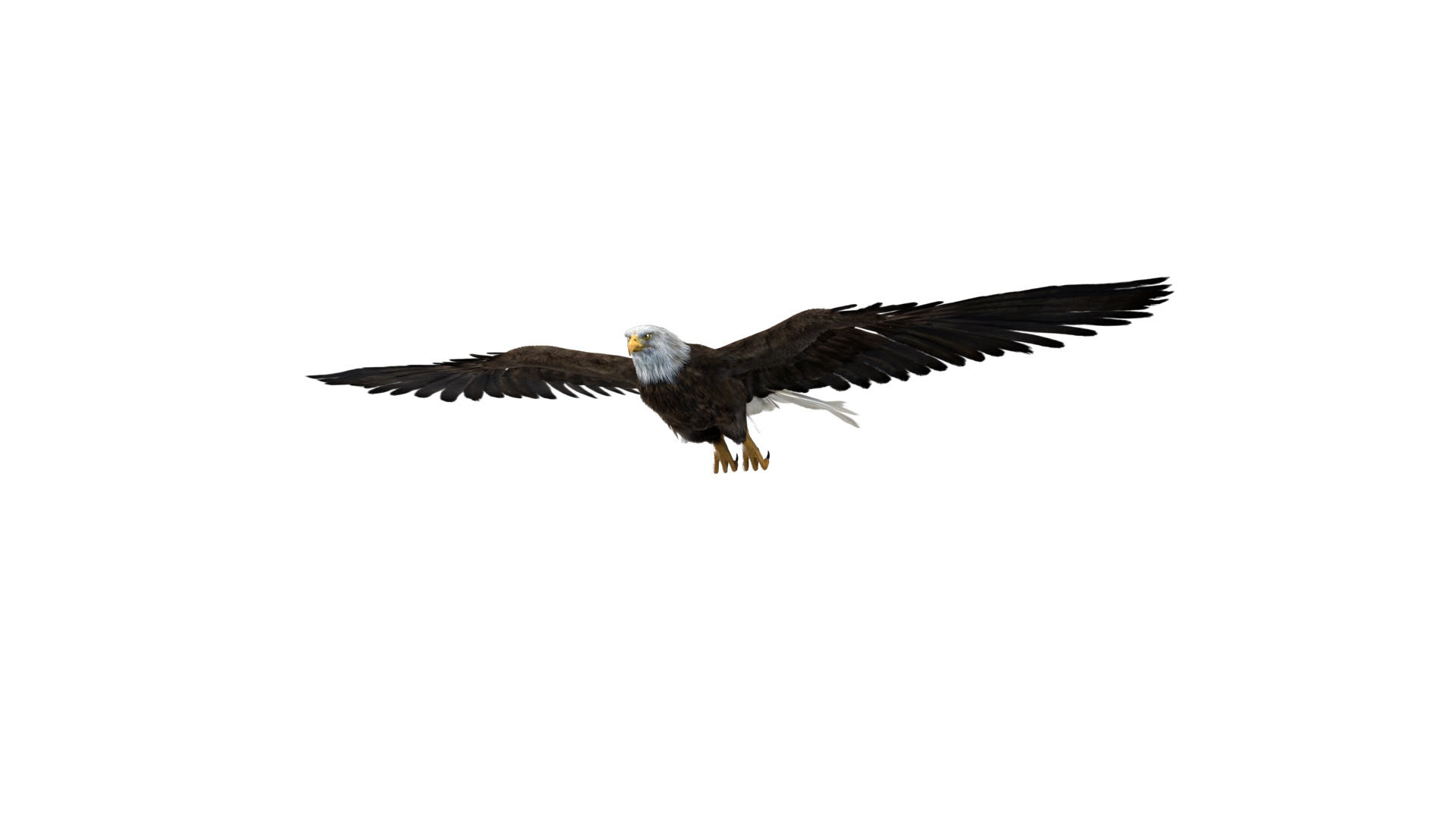 Realistic eagle rigged america model - TurboSquid 1512361