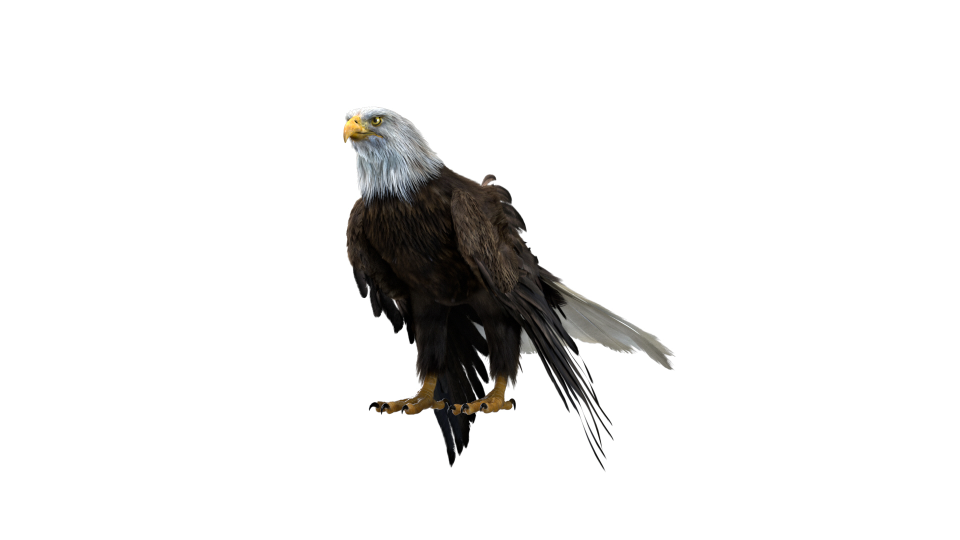 Realistic eagle rigged america model - TurboSquid 1512361
