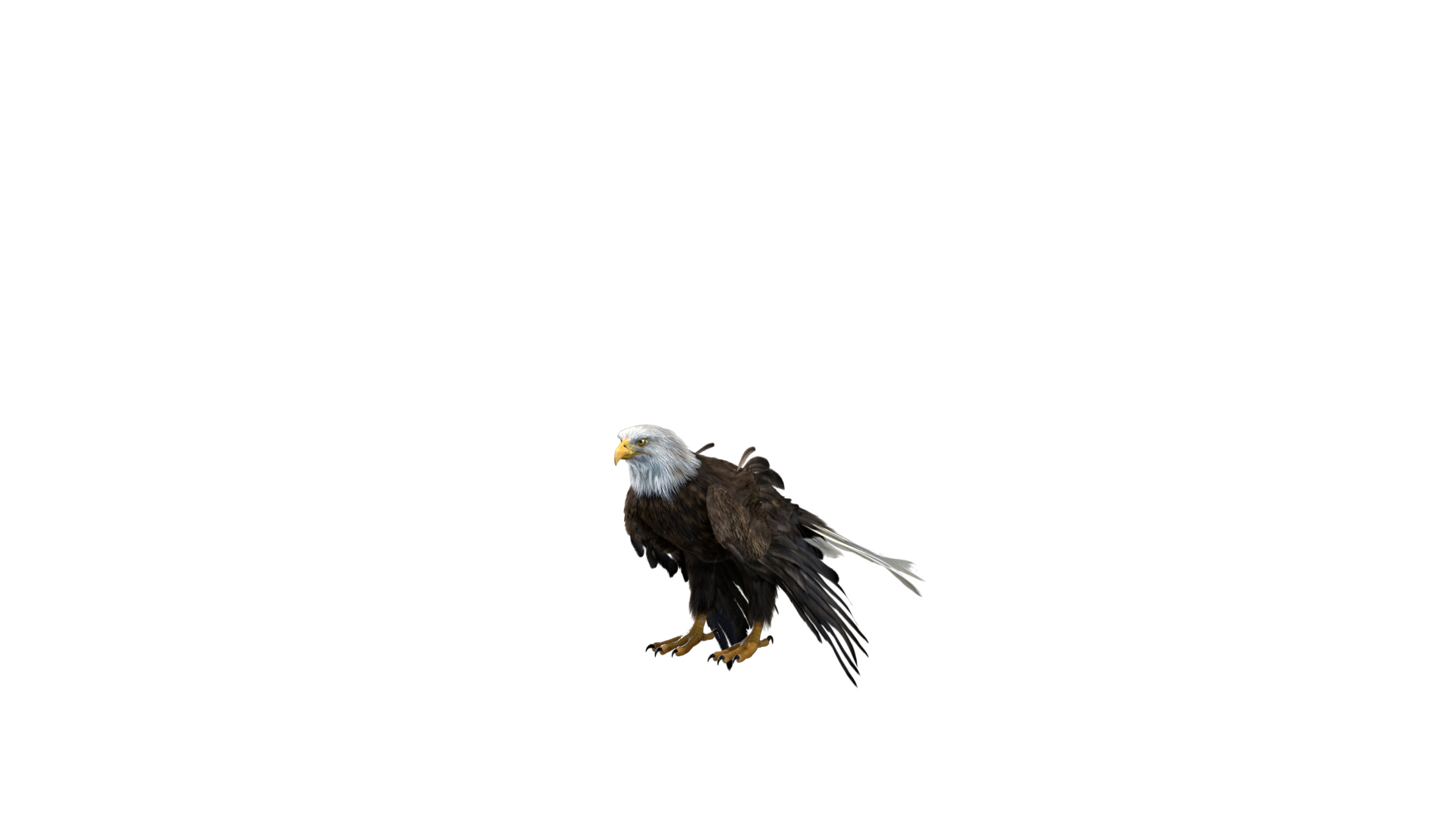 Realistic eagle rigged america model - TurboSquid 1512361