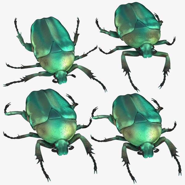 scarab beetle 3d obj