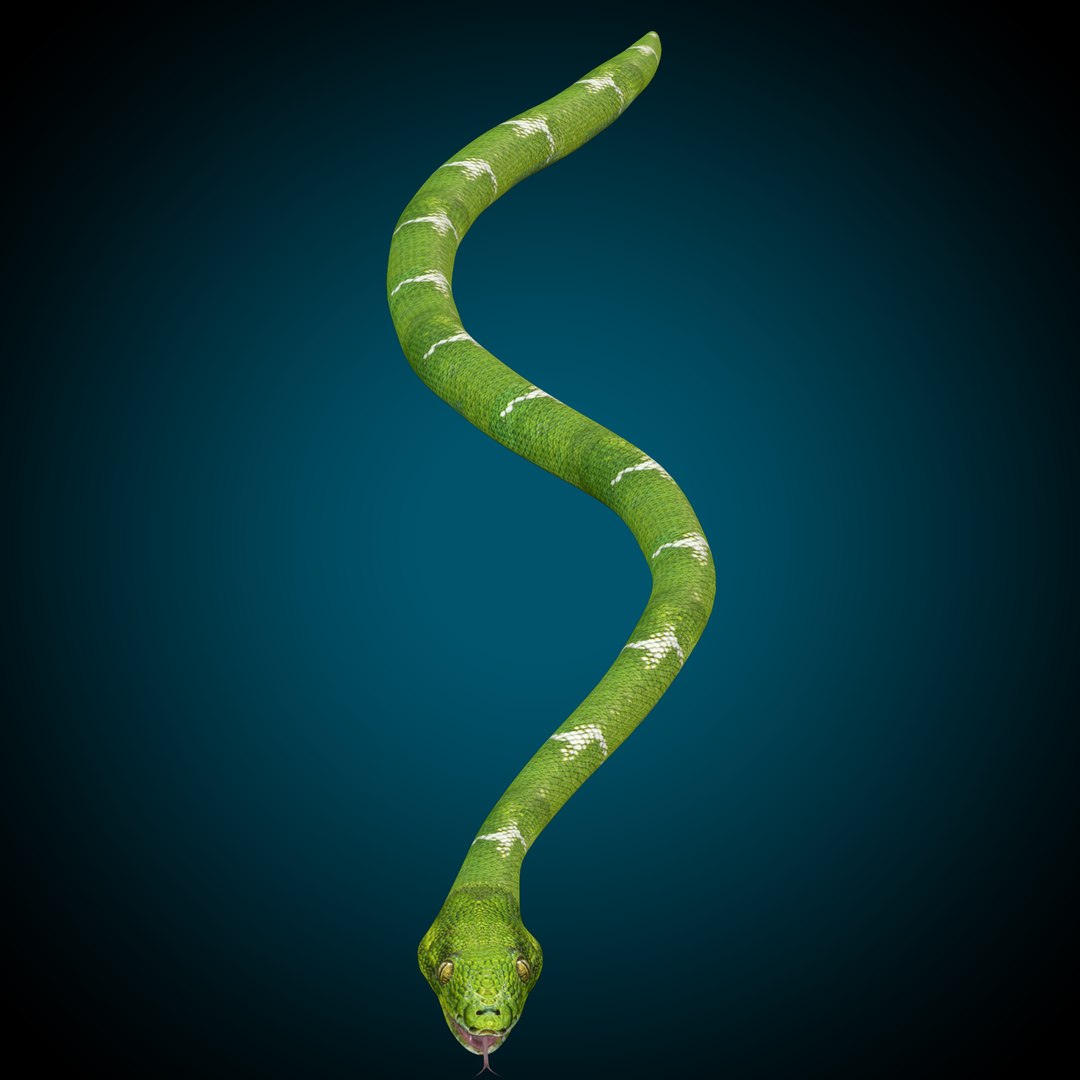 3D Snake Low poly - TurboSquid 2057207