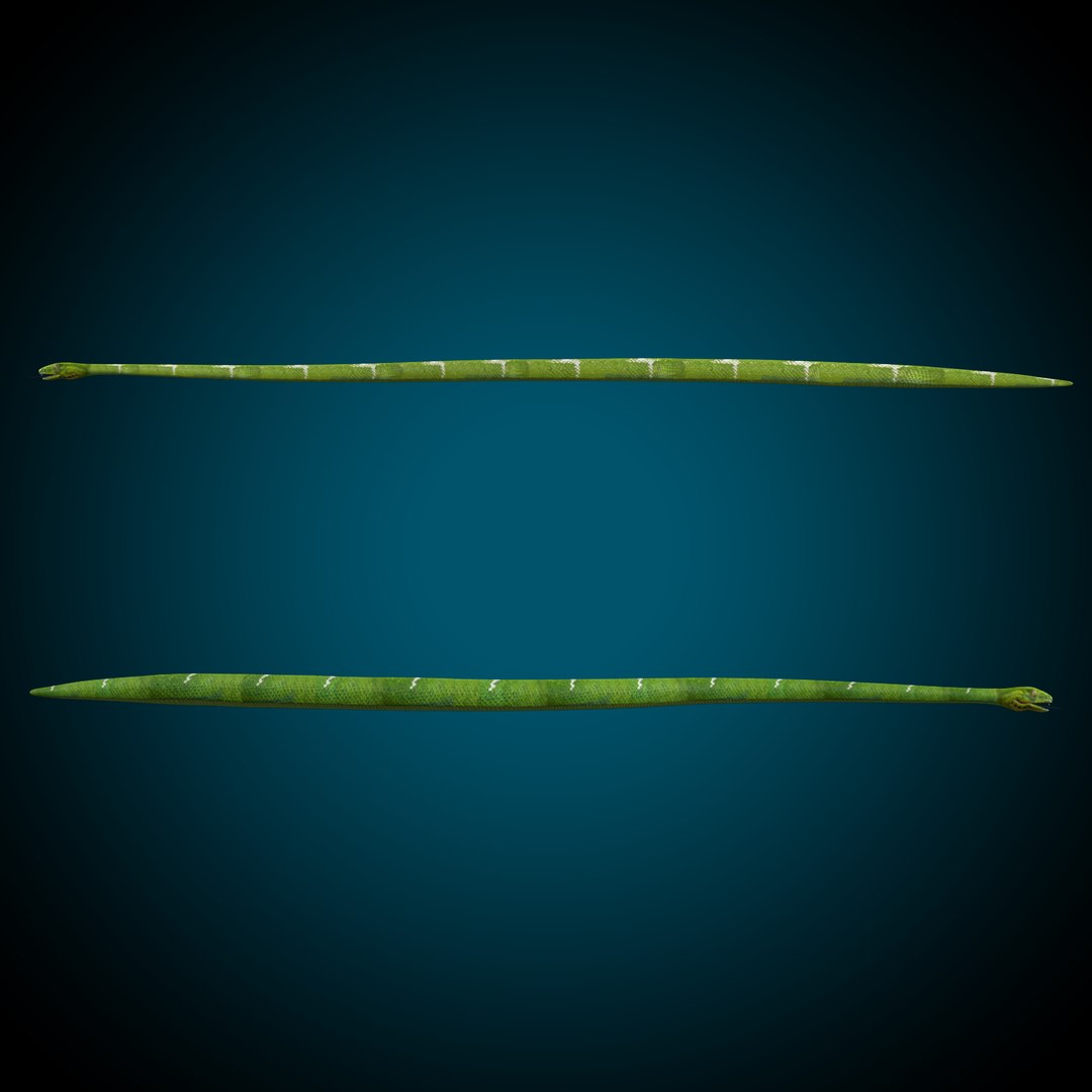 3D Snake Low poly - TurboSquid 2057207