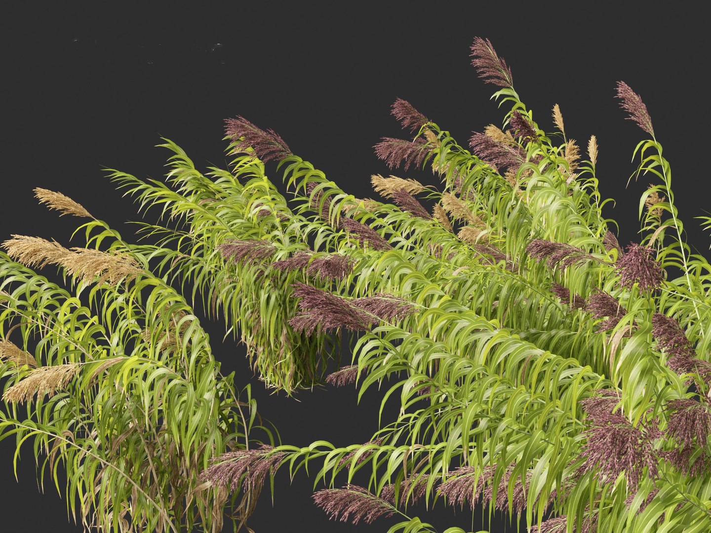 3D Arundo Donax - Giant Reed 04 - TurboSquid 2113570