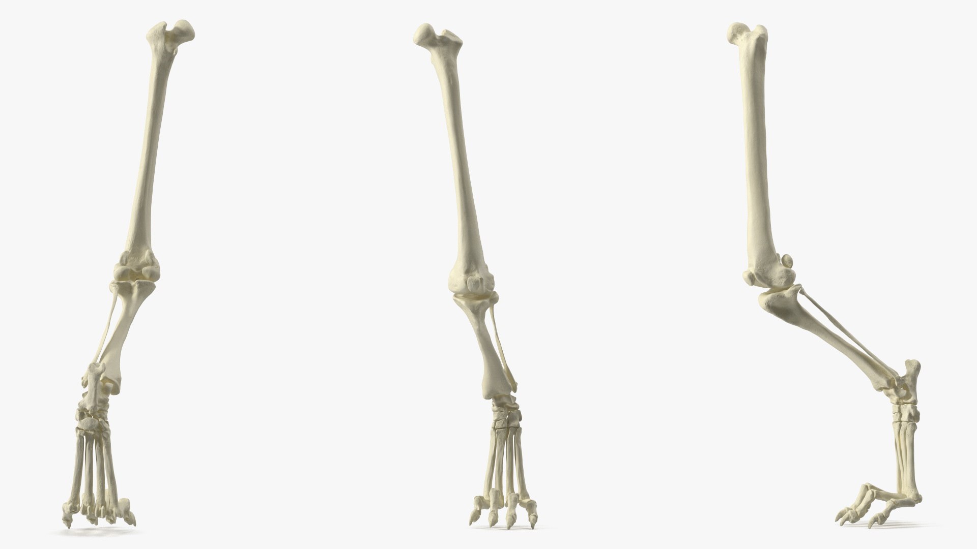 3D Anatomical Skeleton Of Dog Left Hind Limb Model - TurboSquid 2391893