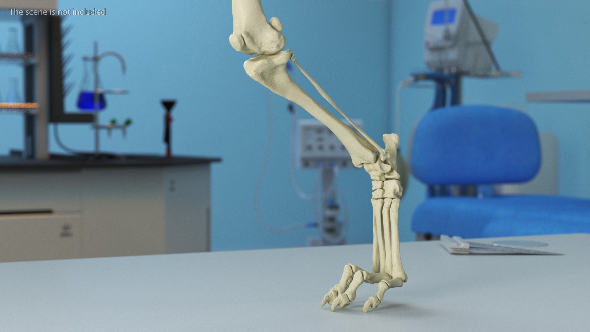 3D Anatomical Skeleton Of Dog Left Hind Limb Model - TurboSquid 2391893