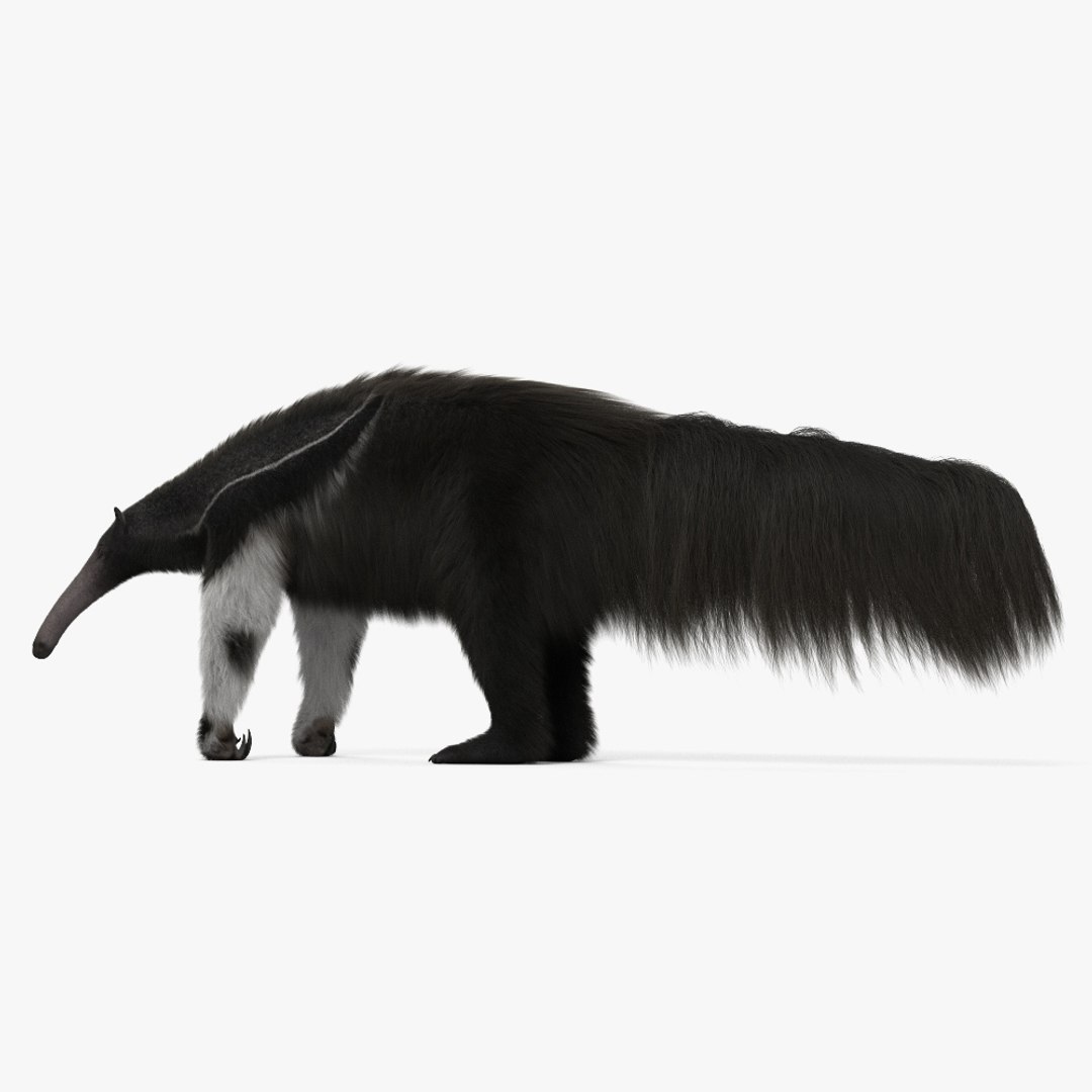 3D Giant Anteater Model - TurboSquid 2074294