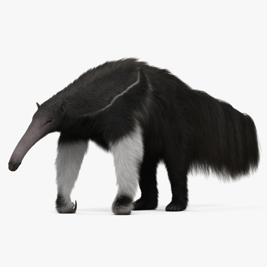 modelo 3d Giant Anteater - TurboSquid 2074294