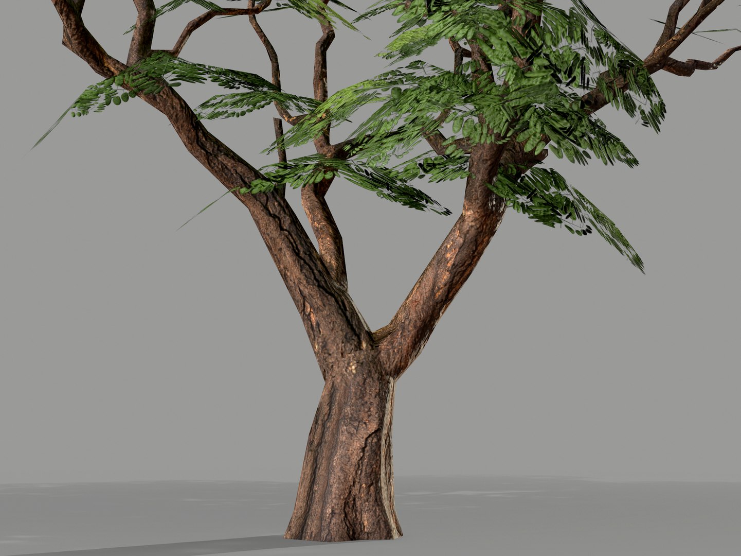 Ucla Tree 2 Variations 3D Model - TurboSquid 1314497