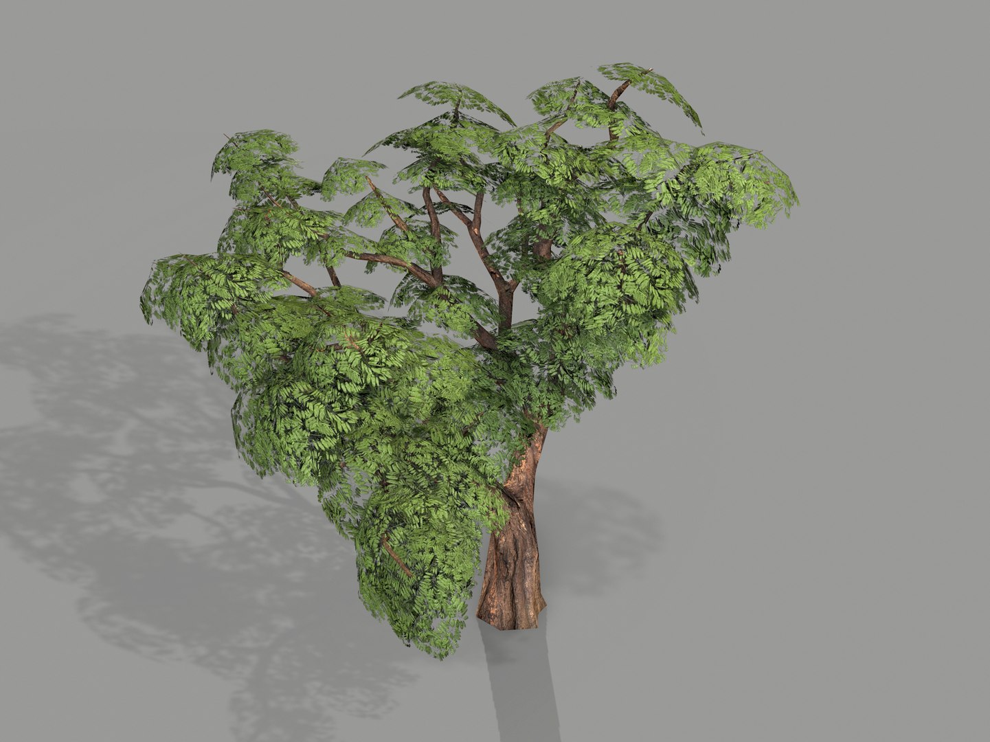 Ucla Tree 2 Variations 3D Model - TurboSquid 1314497