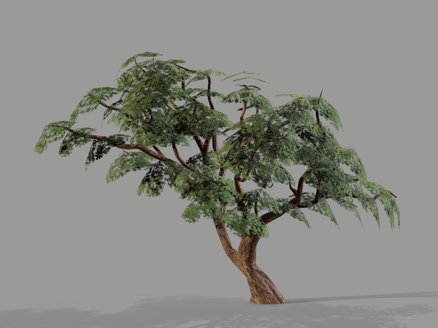 Ucla Tree 2 Variations 3D Model - TurboSquid 1314497