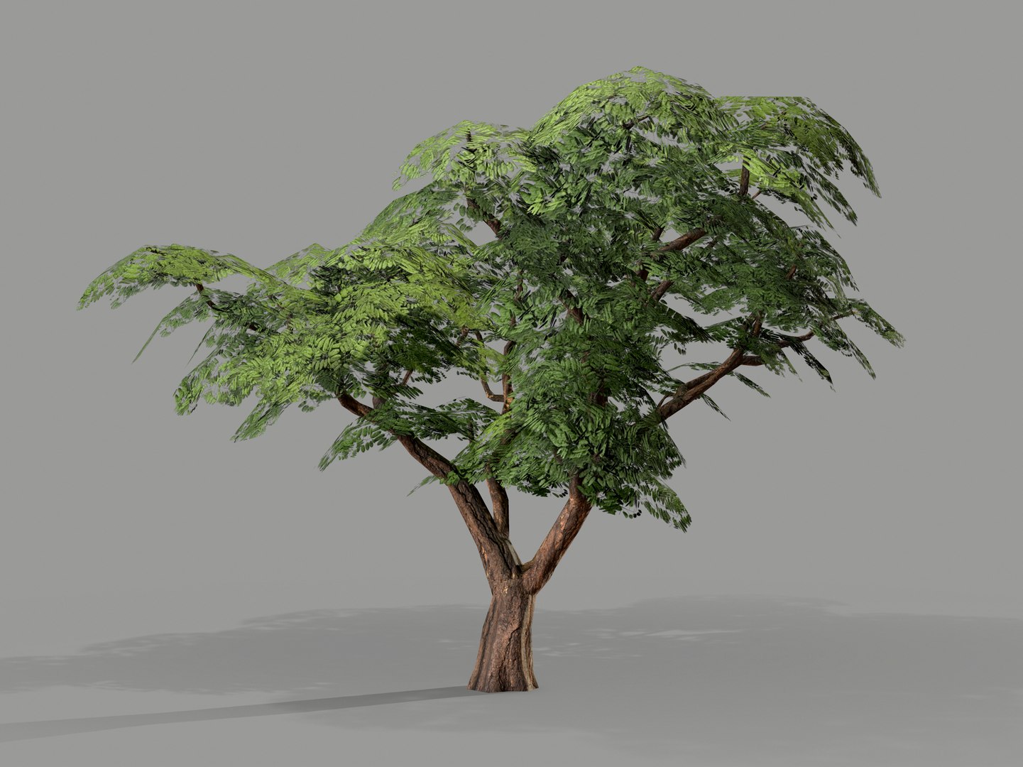 Ucla Tree 2 Variations 3D Model - TurboSquid 1314497