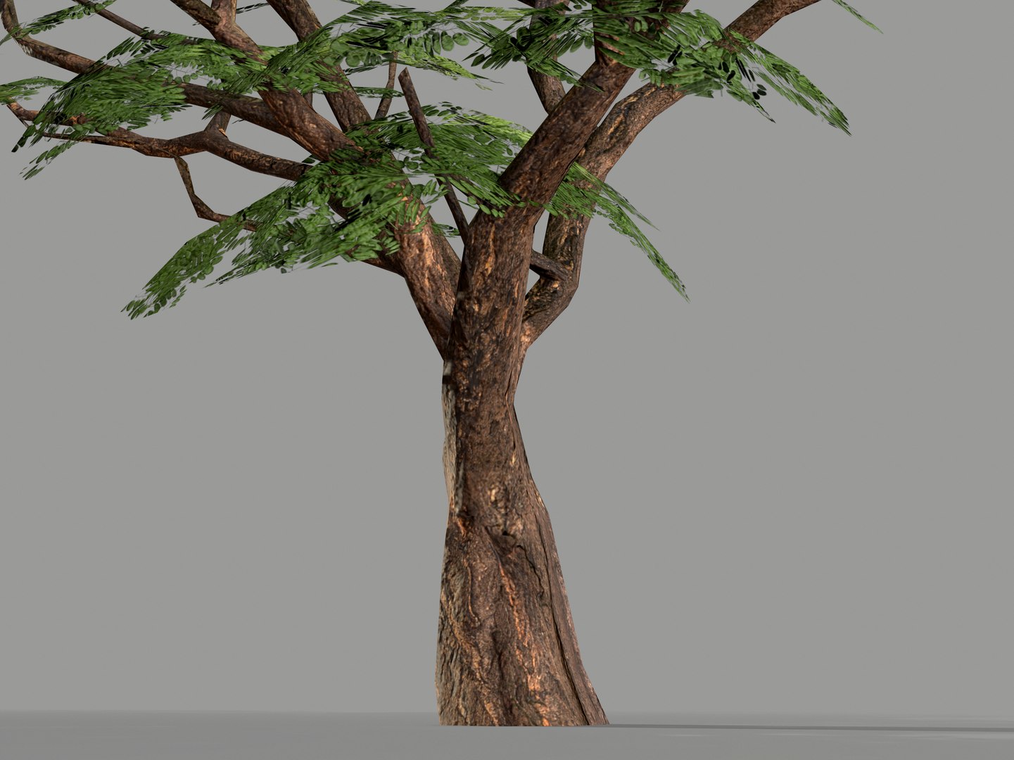 Ucla tree 2 variations 3D model - TurboSquid 1314497
