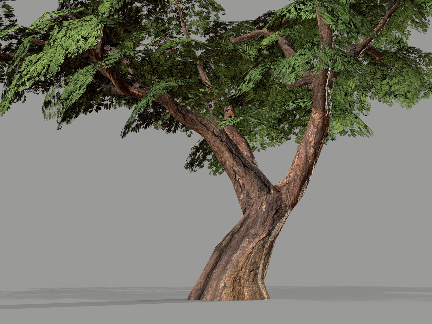 Ucla Tree 2 Variations 3D Model - TurboSquid 1314497