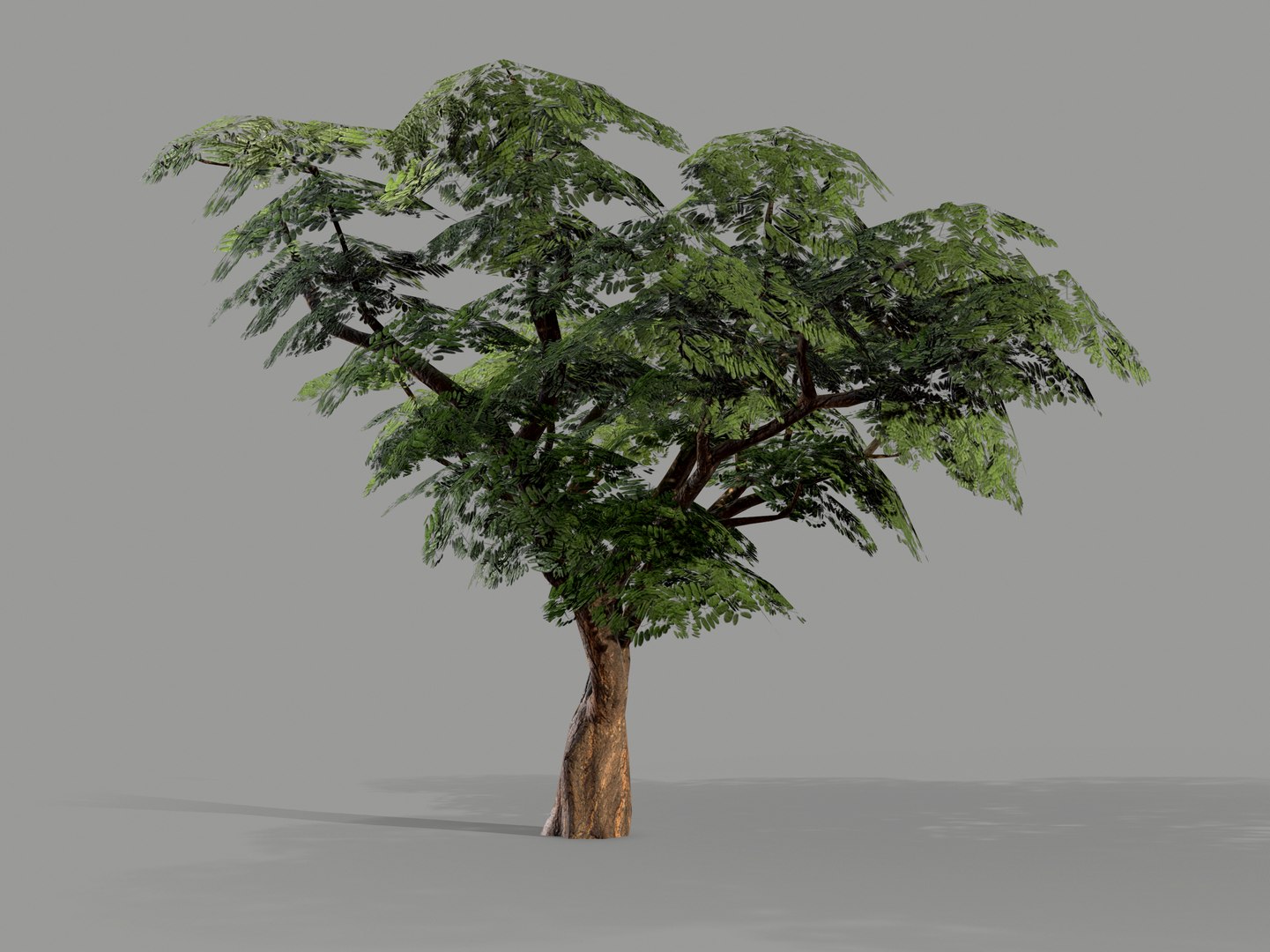 Ucla Tree 2 Variations 3D Model - TurboSquid 1314497