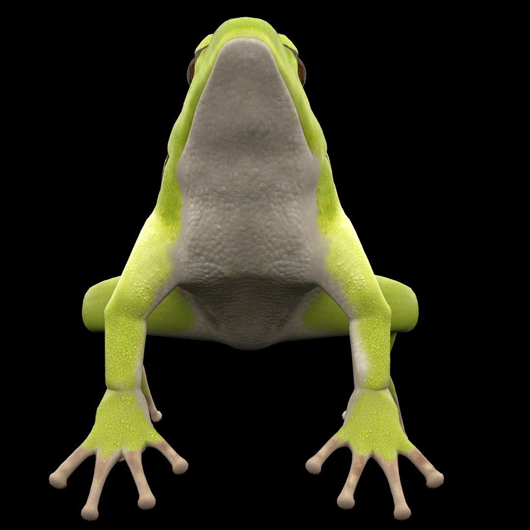 green frog rigged s