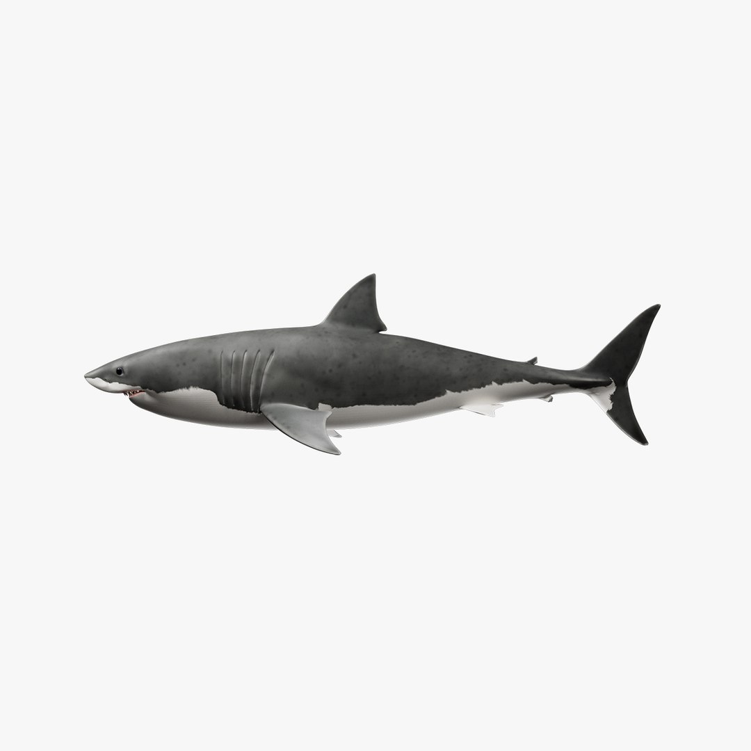 Shark Riggied 3D Model - TurboSquid 2381954
