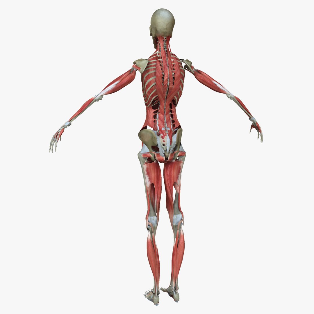 3d muscle anatomy medical edition