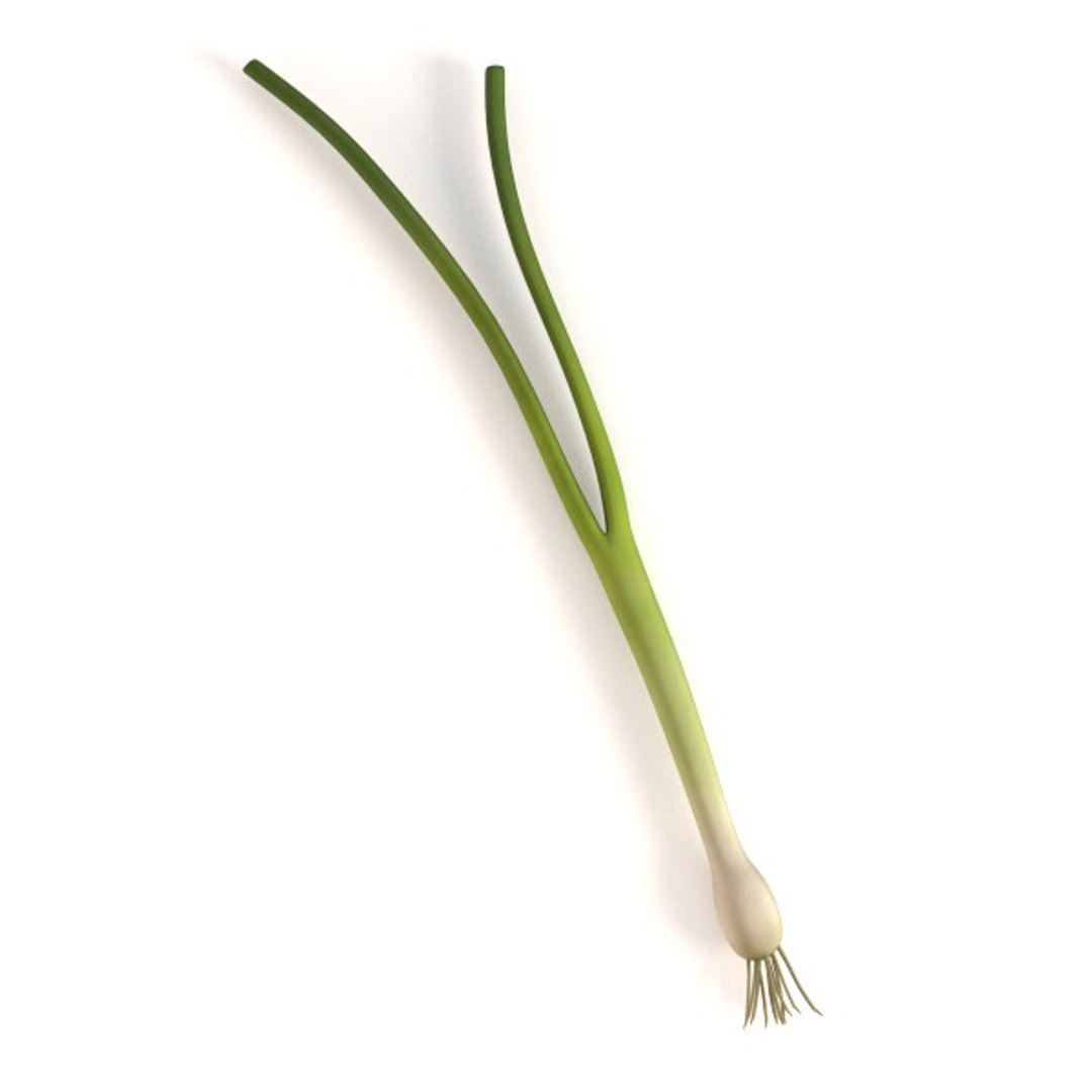 Spring Onion 3d Model