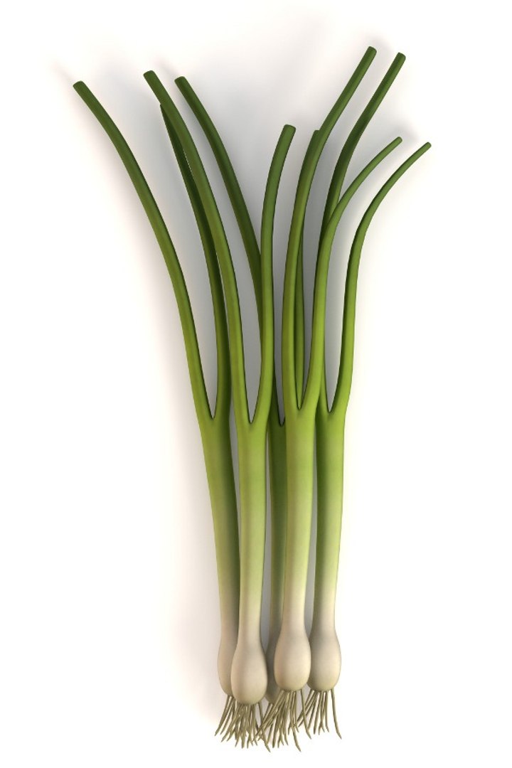 Spring Onion 3d Model