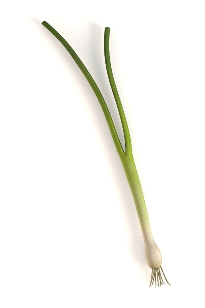 Spring Onion 3d Model