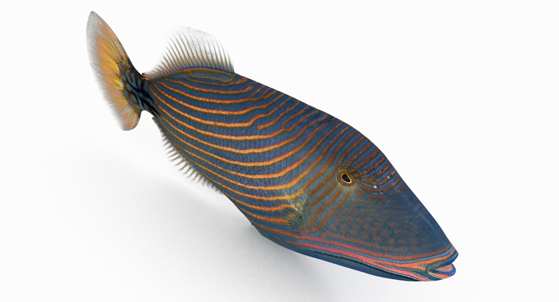 Undulate Triggerfish 3D Model - TurboSquid 1203585