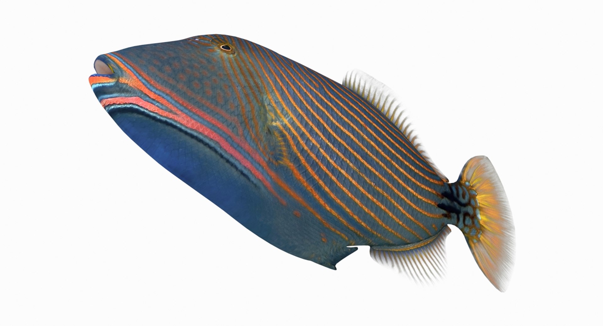 Undulate Triggerfish 3D Model - TurboSquid 1203585
