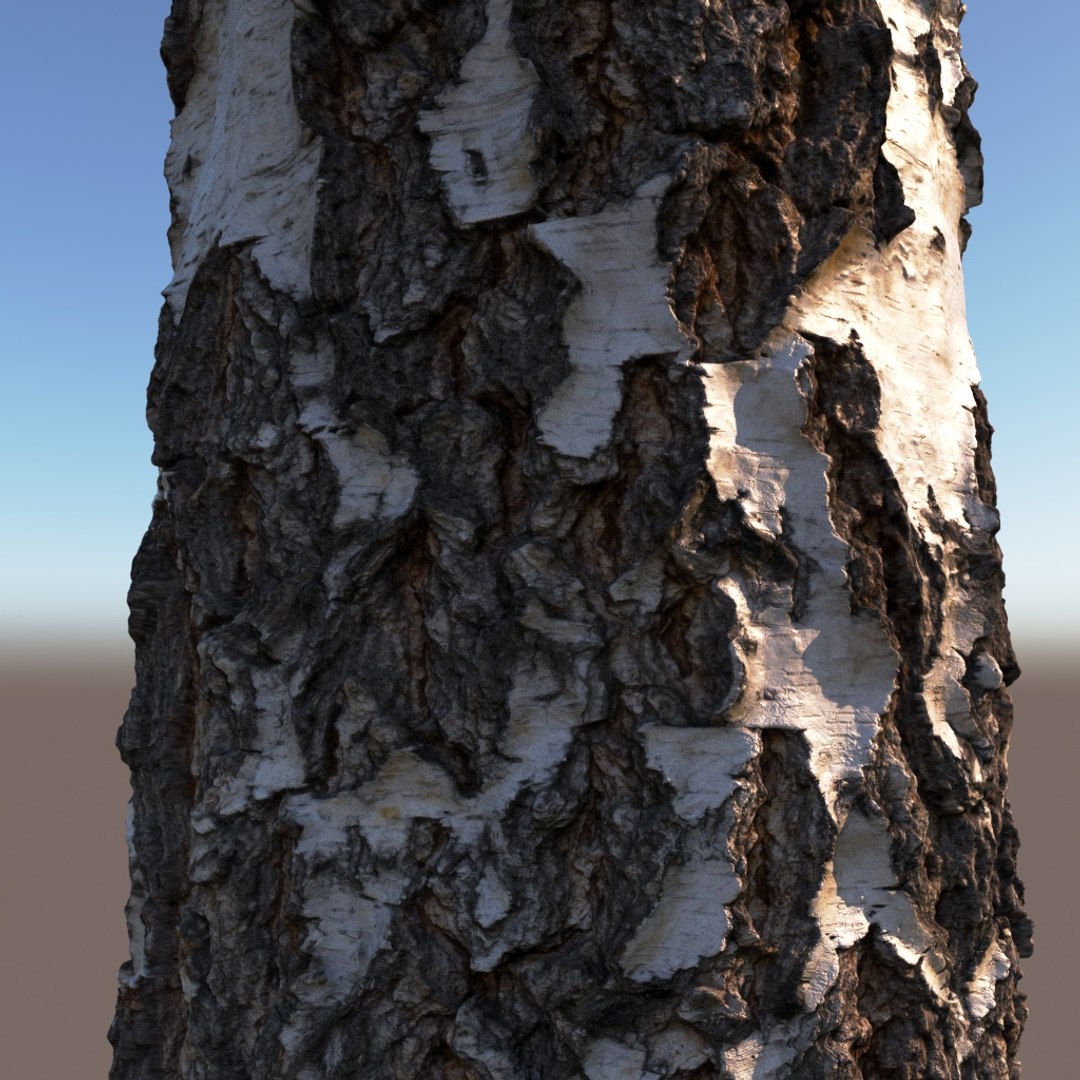 3D Model Birch Bark 8k - TurboSquid 1166474