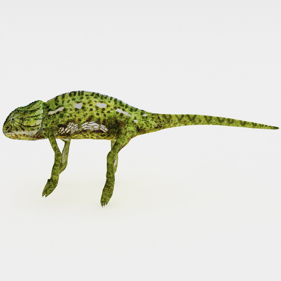 Chameleon Modelled 3d Model