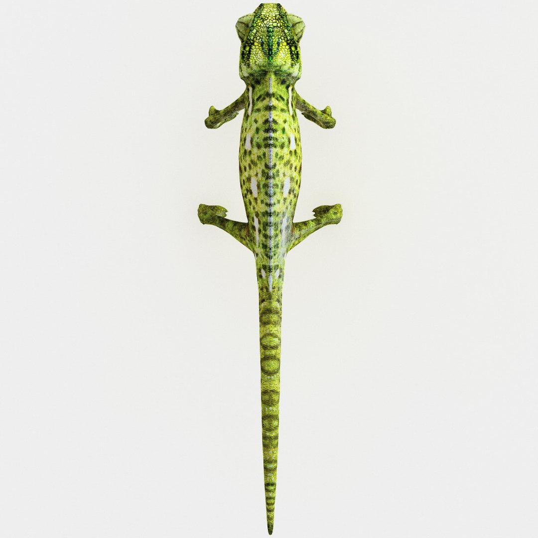 Chameleon Modelled 3d Model