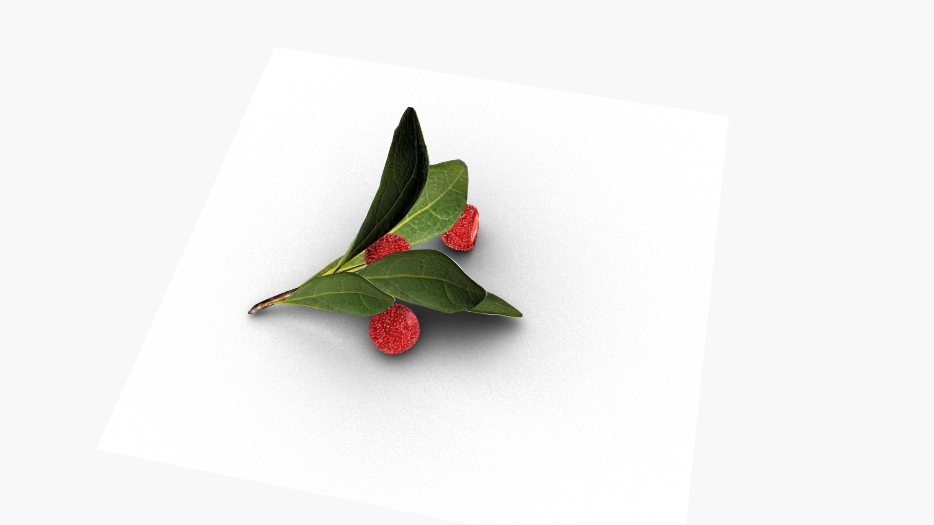 3D Bayberry Fruit Model - TurboSquid 2108978