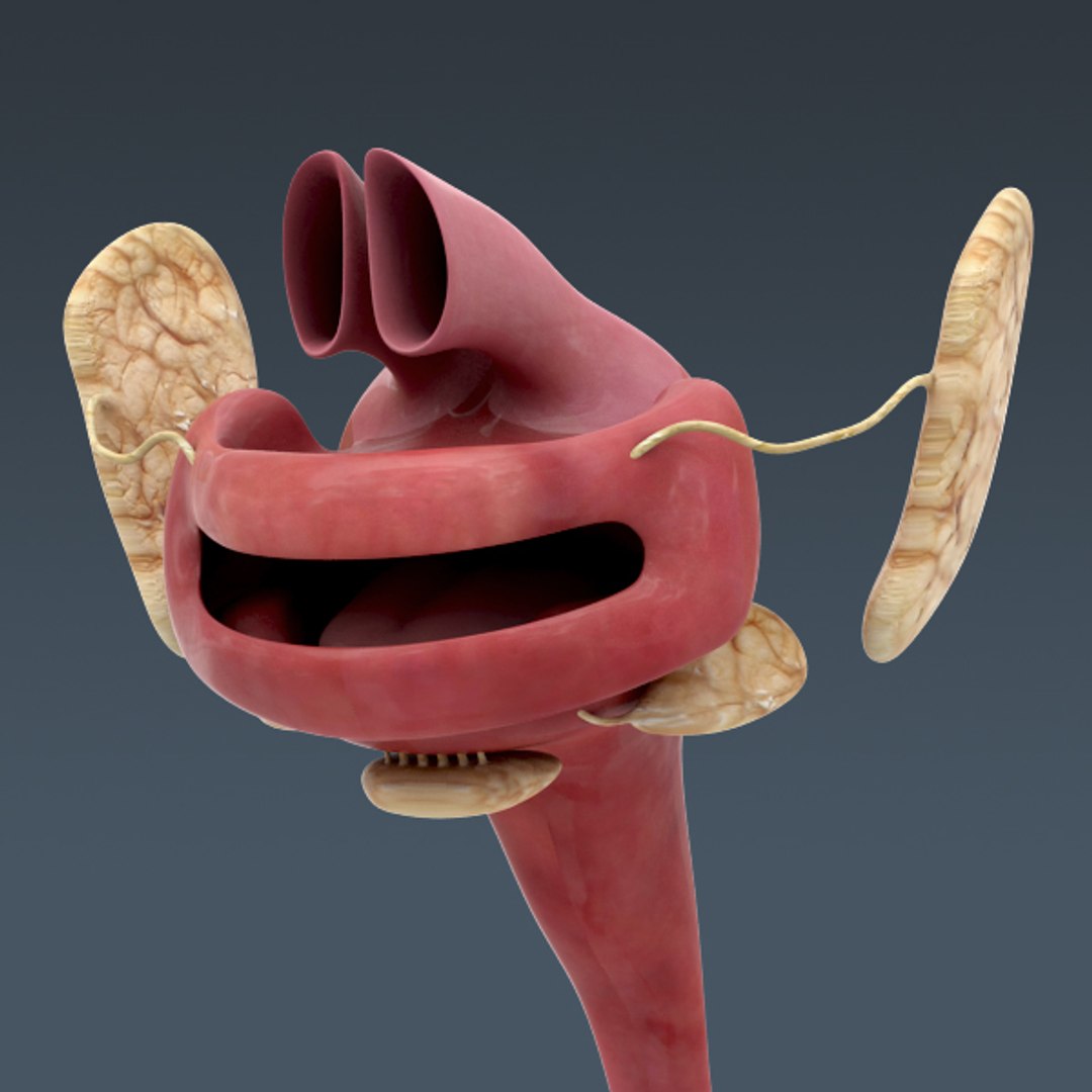 Human Male Body Digestive 3d Model