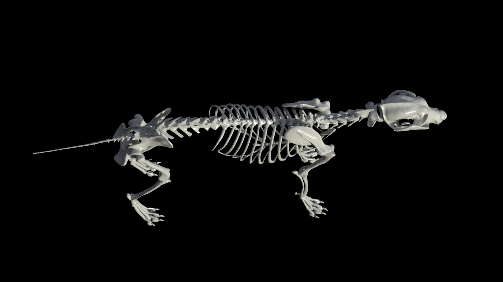 3D Wolf Skeleton - TurboSquid 1709051