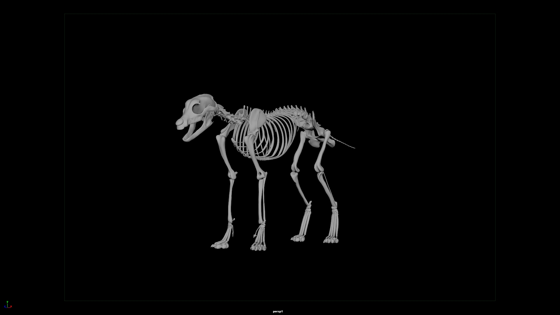 3D Wolf Skeleton - TurboSquid 1709051