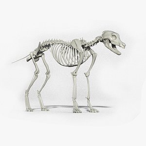 3D model wolf anatomy - TurboSquid 1709047